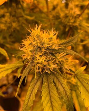 Guía completa de Cogollos de Marihuana ~【4Collectors】